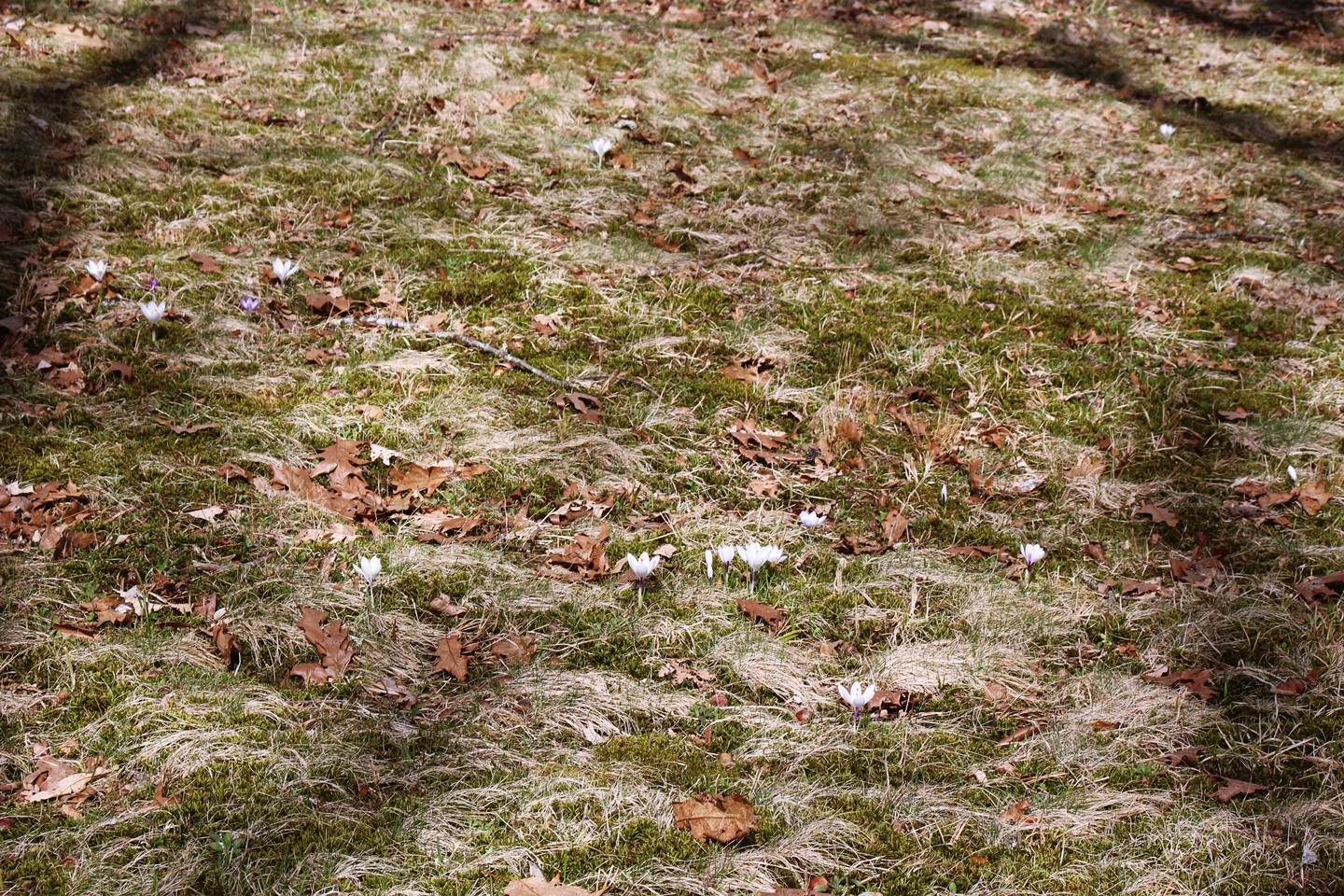 Spring In Maine | Brickhouse Fabrics